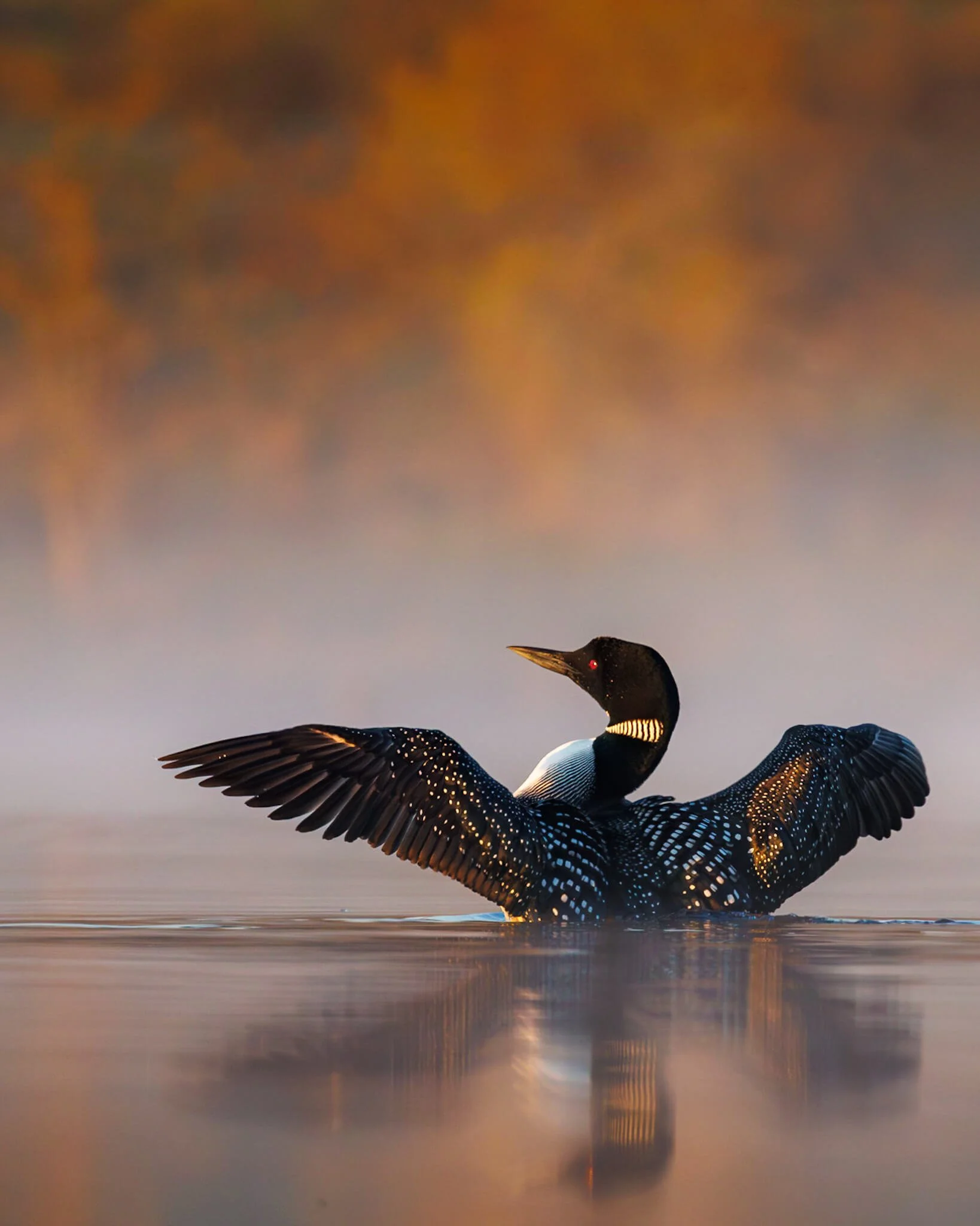 Best Wildlife Photography of May 2023: Introducing Beyond the Grid ...