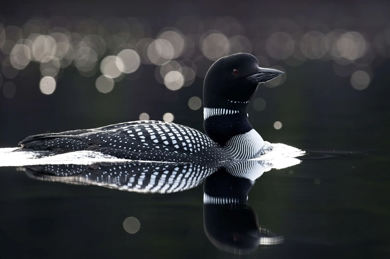 Best Wildlife Photography of May 2023: Introducing Beyond the Grid ...
