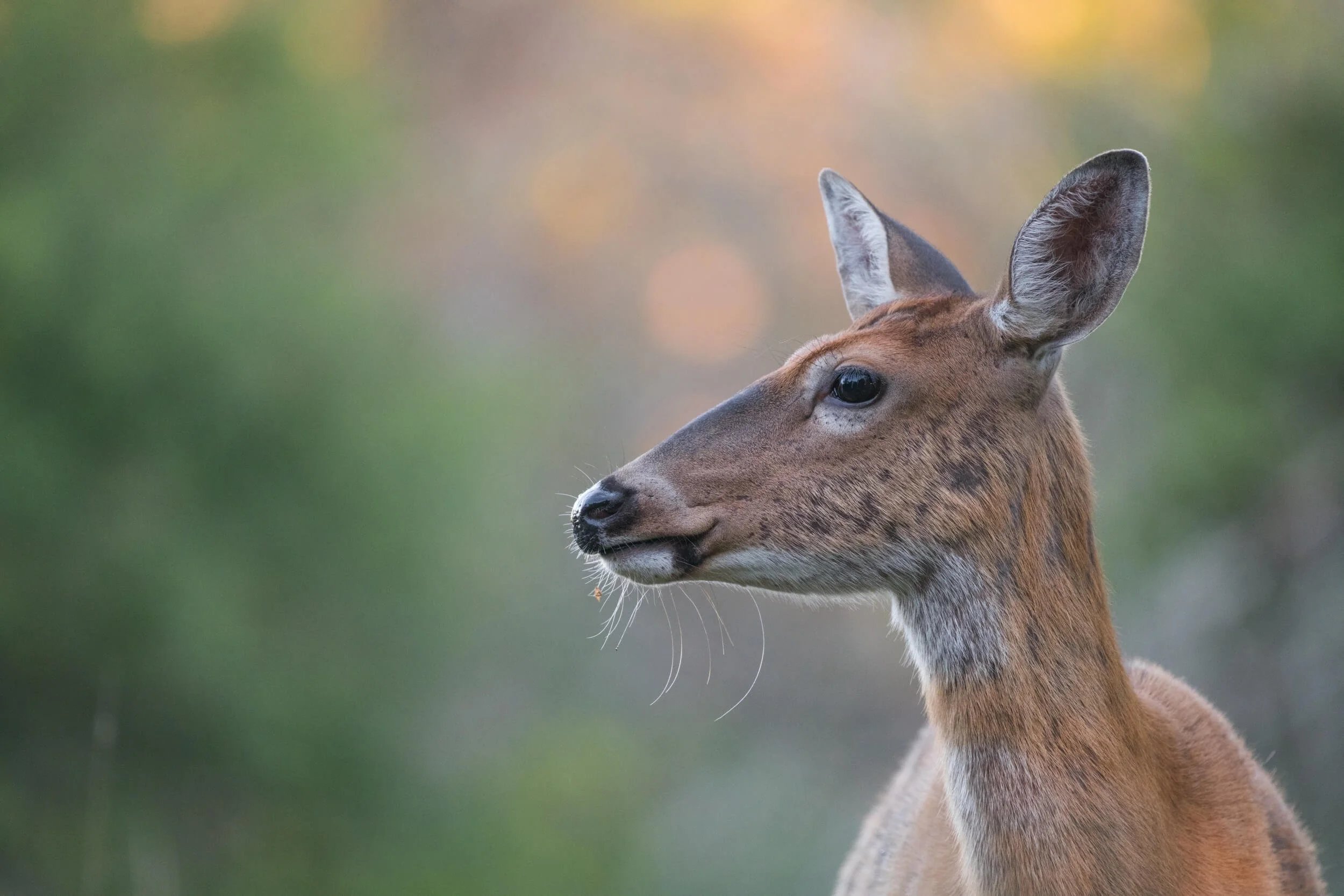 A Wildlife Photographer's Guide to the Nikon 200-500mm Lens (Review ...