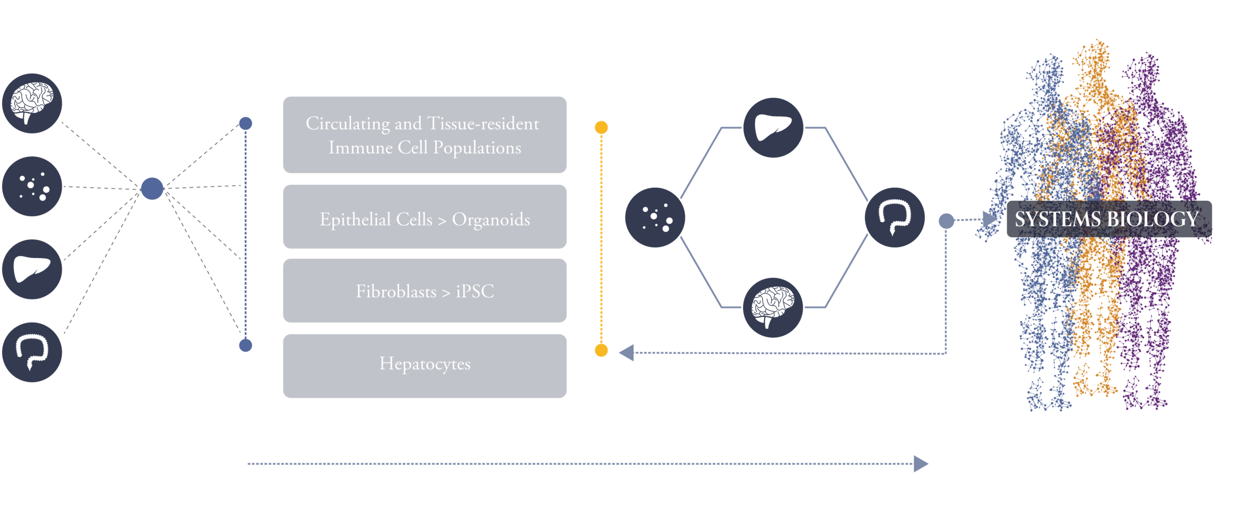 The Laboratory of Human Biomimetics