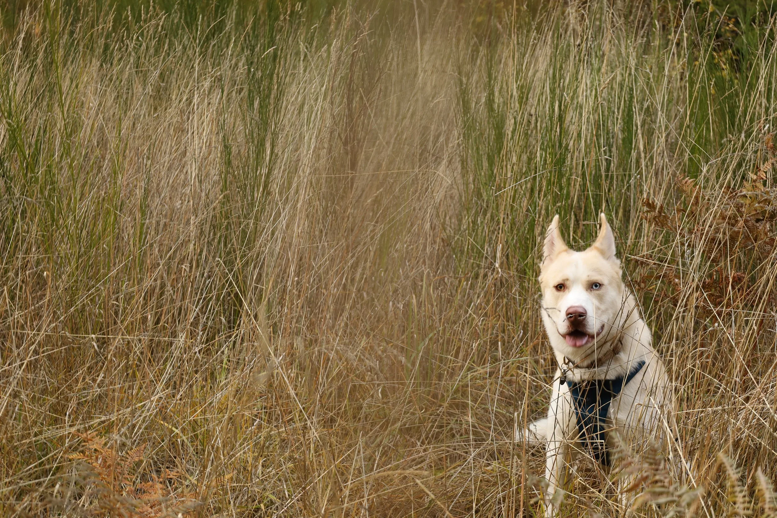 Pet Pals Pet Sitting