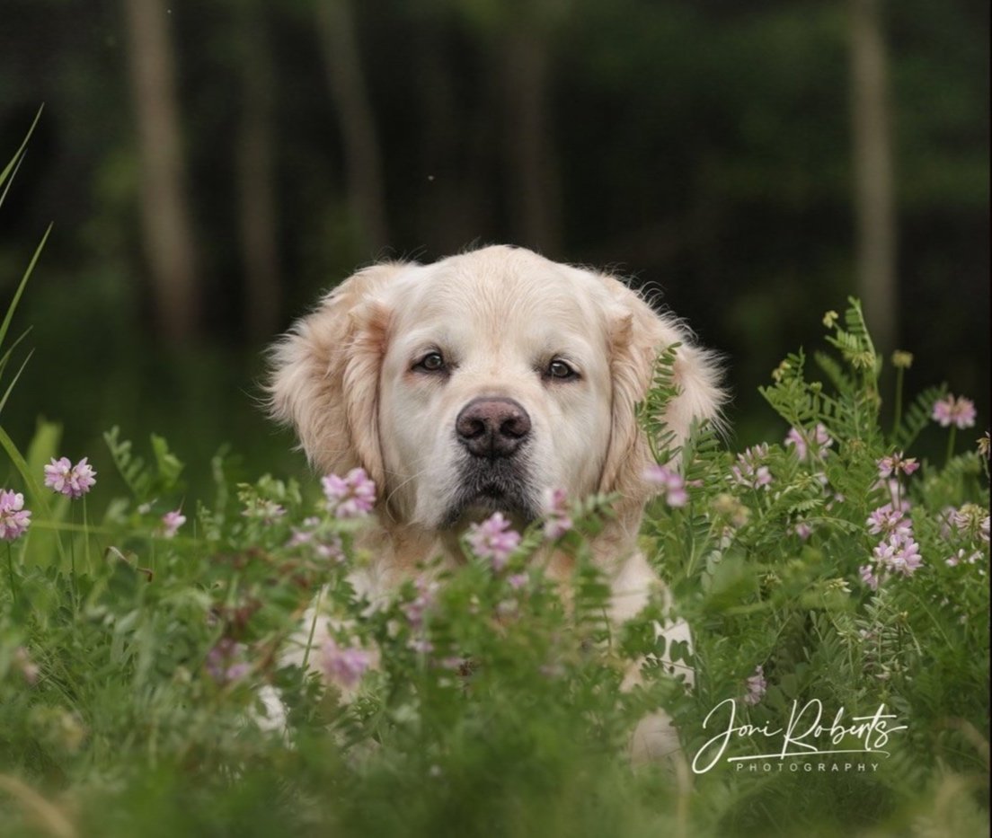 JONI ROBERTS PET PHOTOGRAPHY