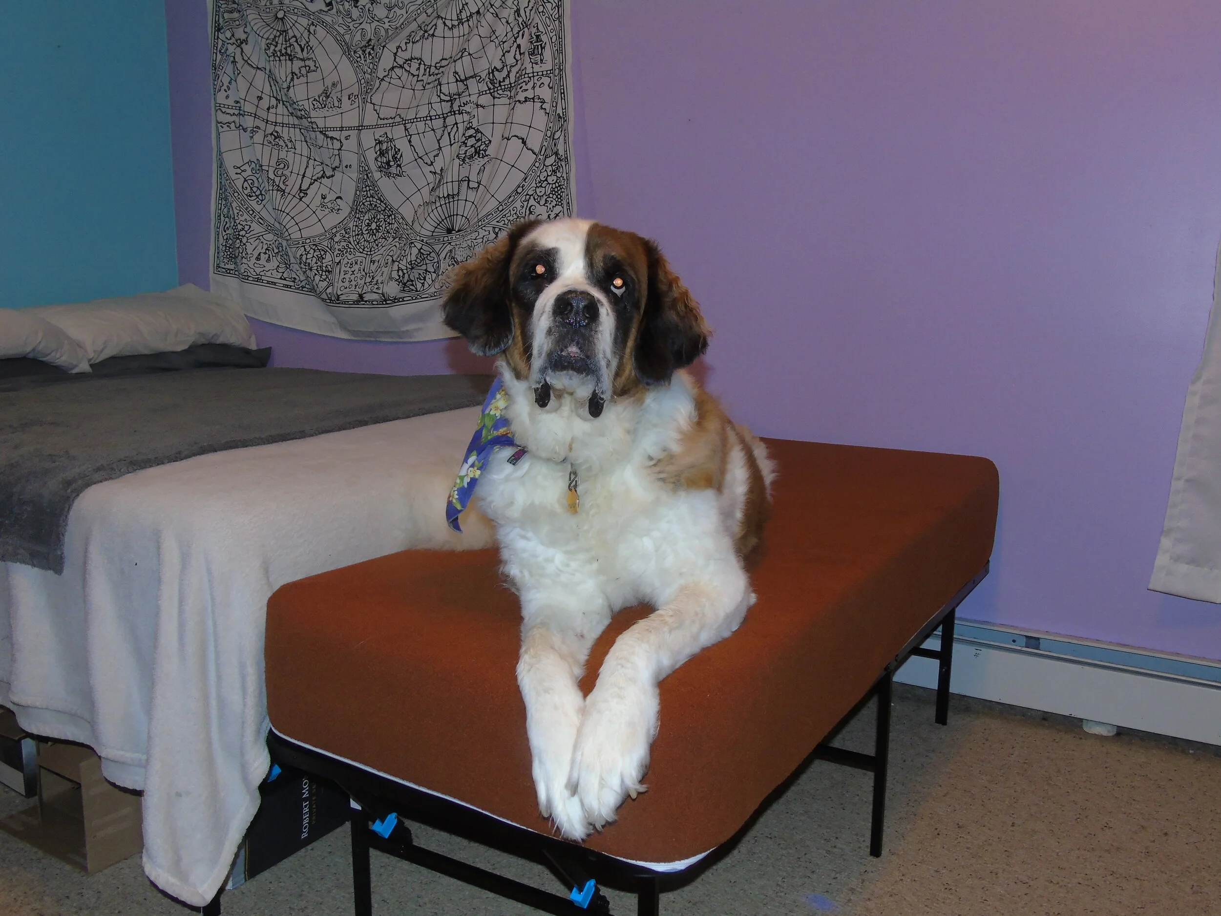 Dog Bed Mattress Extender - Customized Elevated Dog Bed for Human Mattress