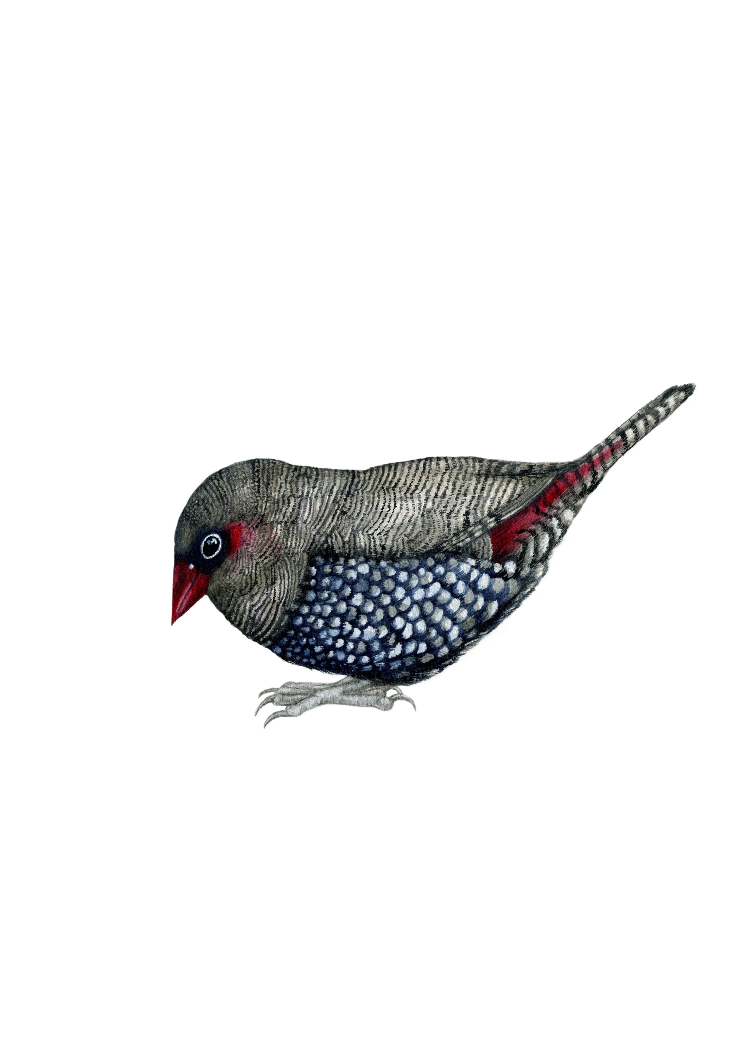 Set of three A4 Red-eared Firetail fine art prints — addie cohalan