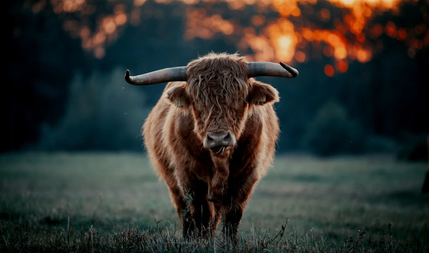 Animal Alliance Asia