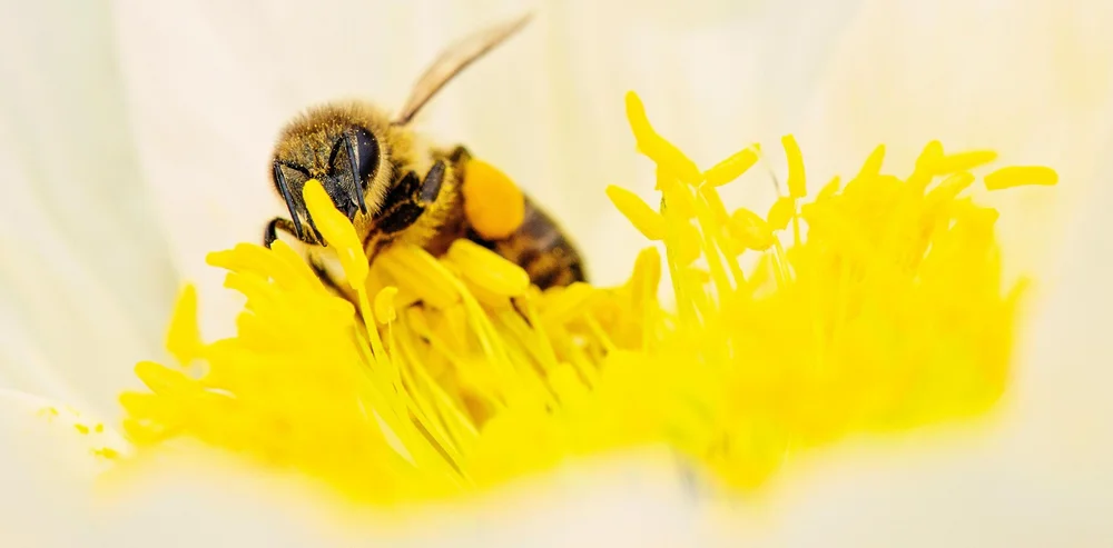 The Healing Frequencies of Bees — SYLVIA VILLA