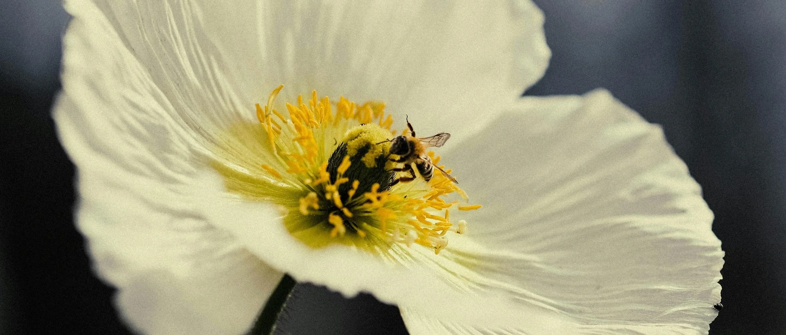 The Healing Frequencies of Bees — SYLVIA VILLA