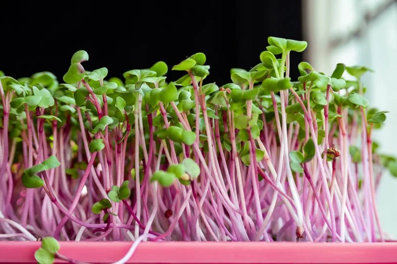 Pork and Radish Ramen — Sol Microgreens