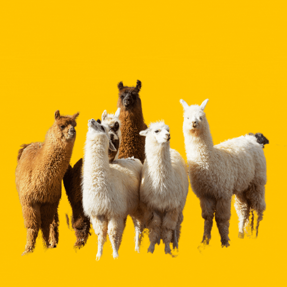 Epic Llama - Meet New People Through Play, Conversation & Real Connection