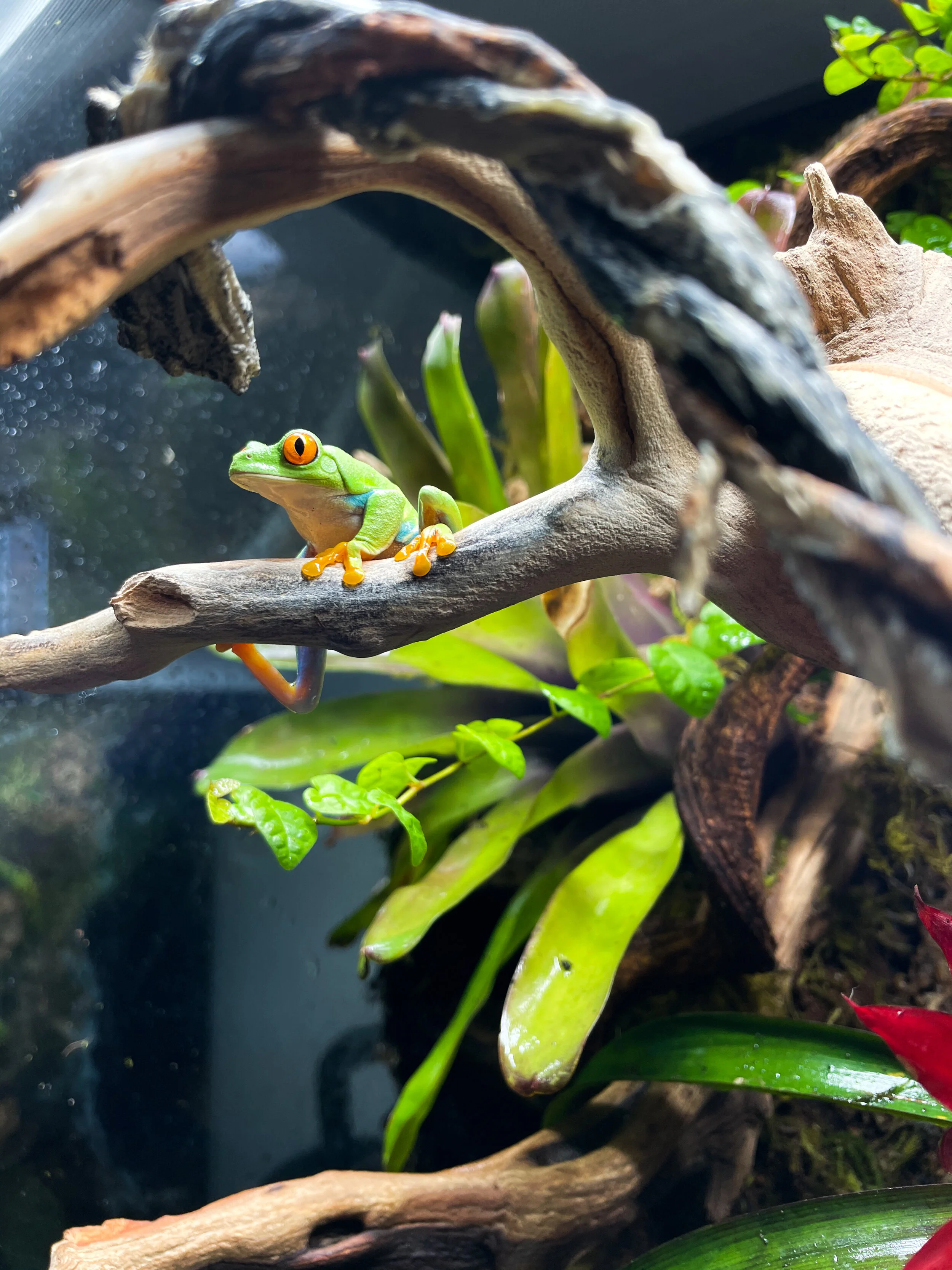 About 1 — SMart Exotics