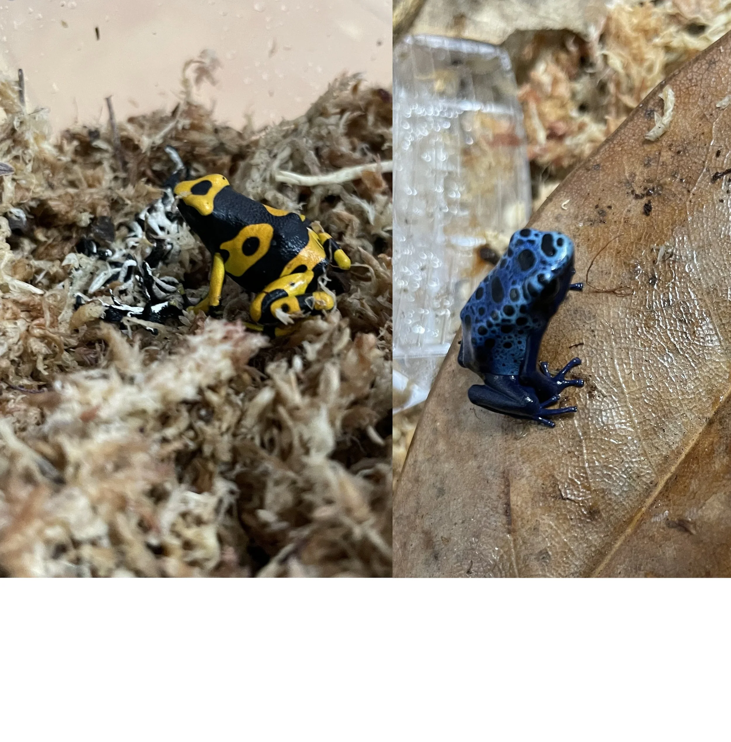 General 2 — SMart Exotics