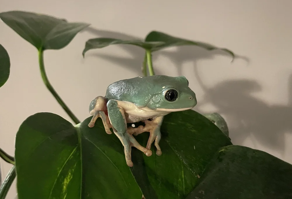 Tree Frogs — SMart Exotics