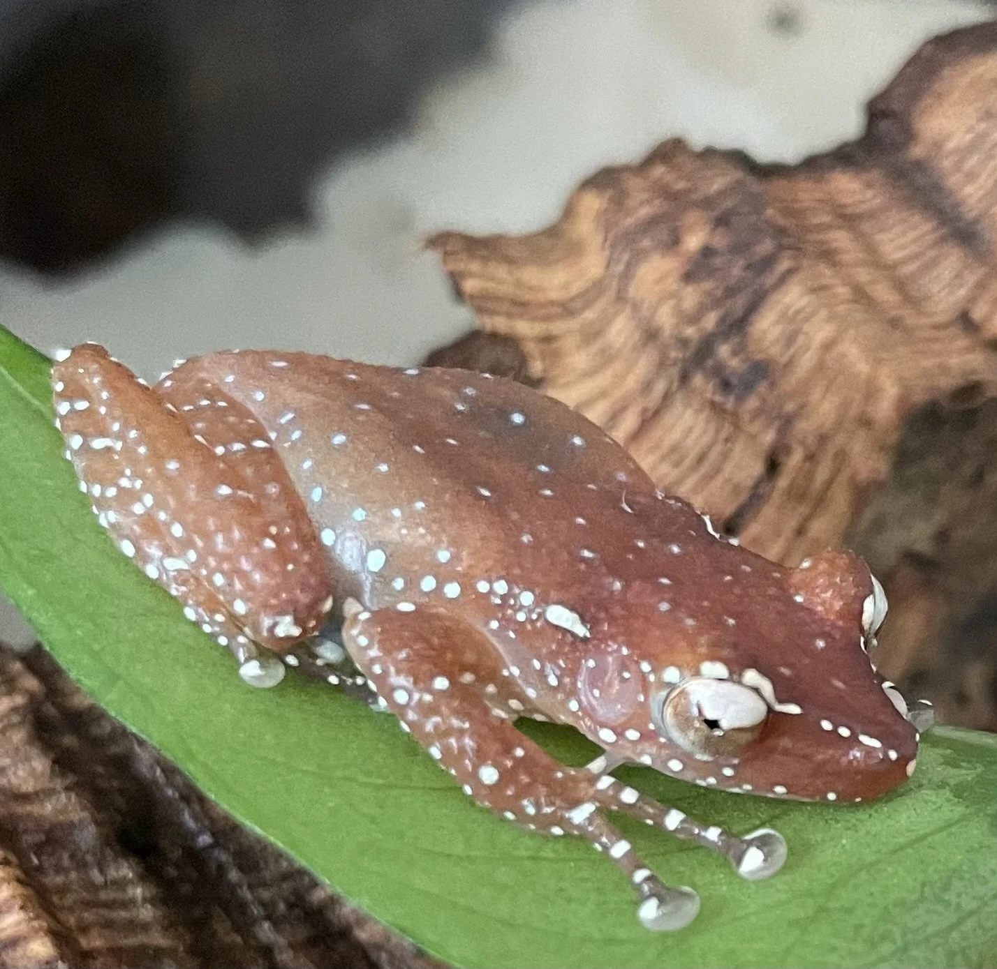 General 2 — SMart Exotics