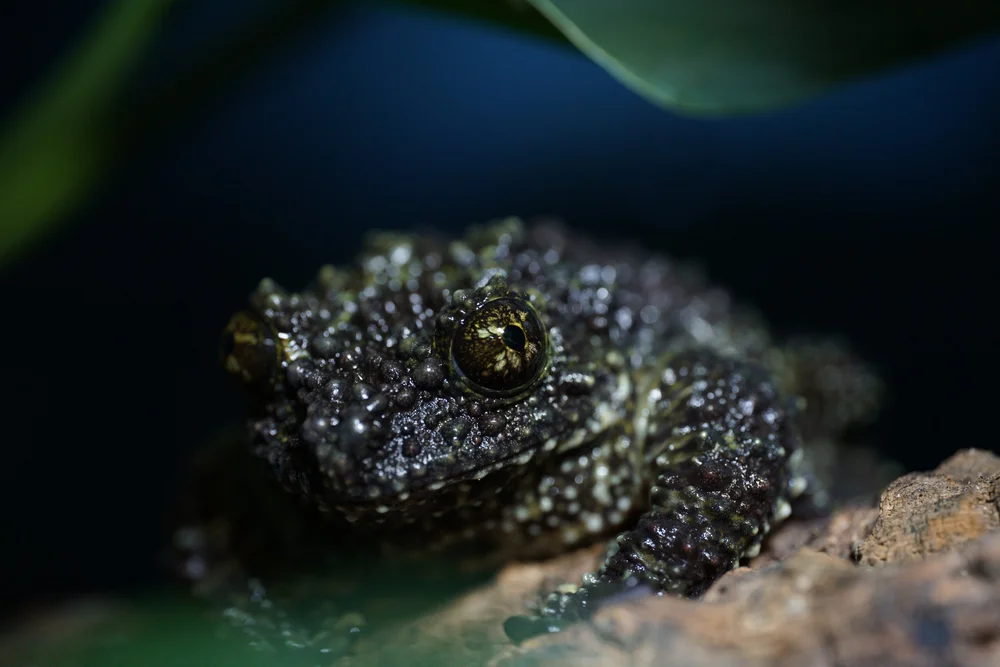 Tree Frogs — SMart Exotics