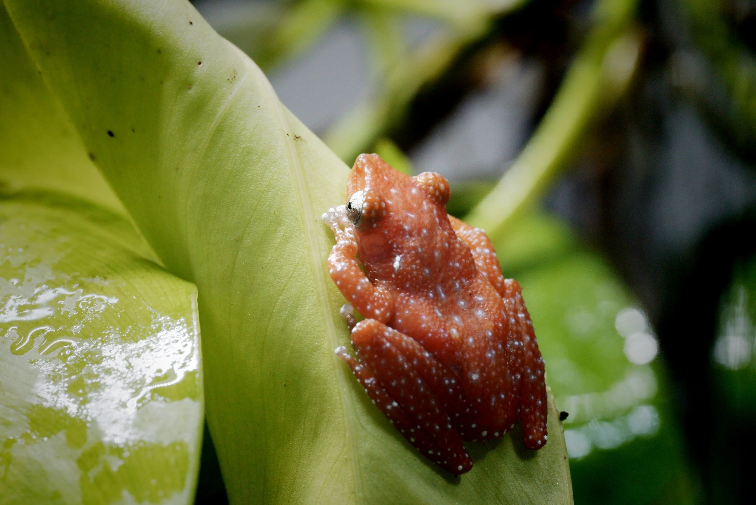 Tree Frogs — SMart Exotics