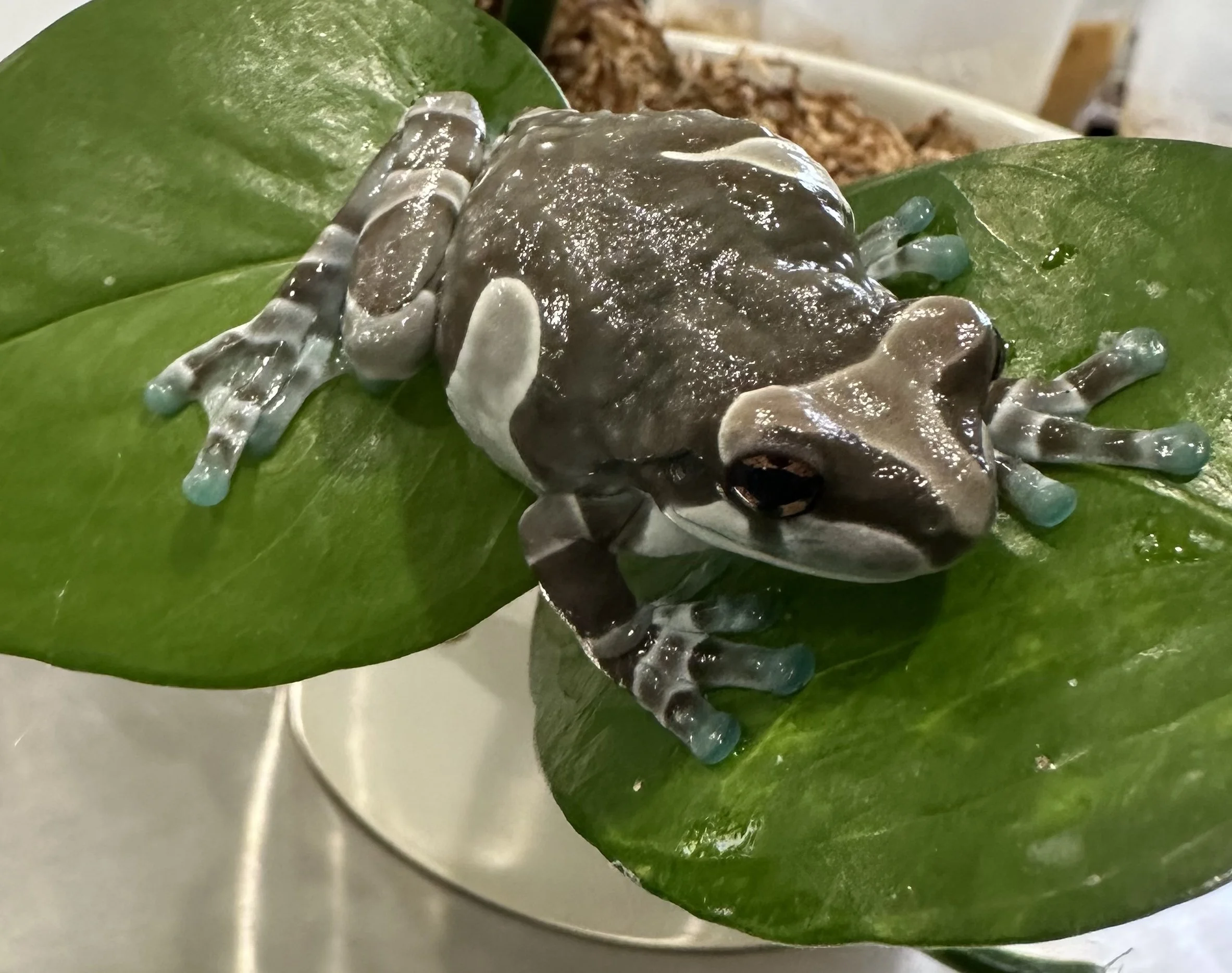 Tree Frogs — SMart Exotics