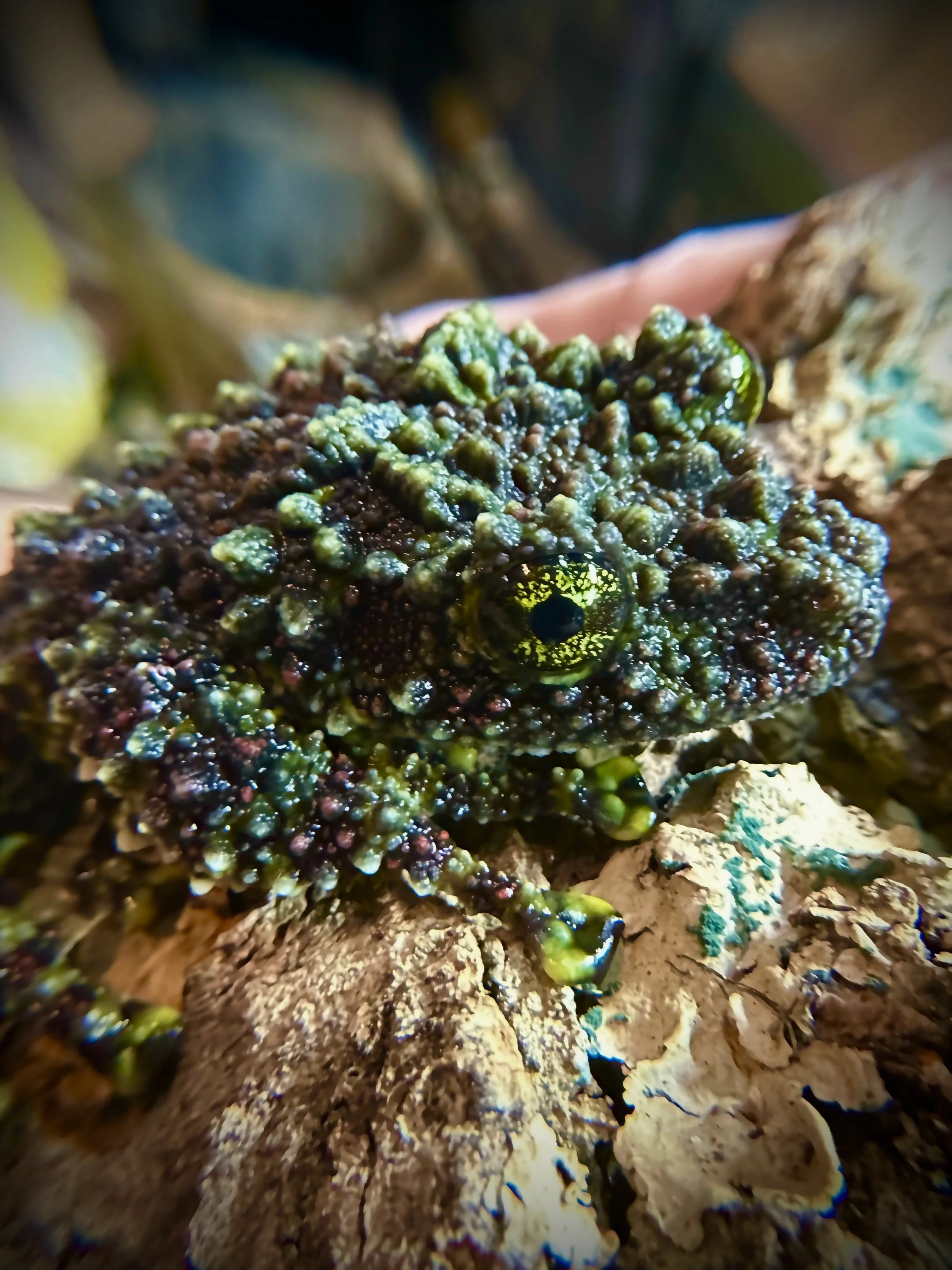 General 2 — SMart Exotics