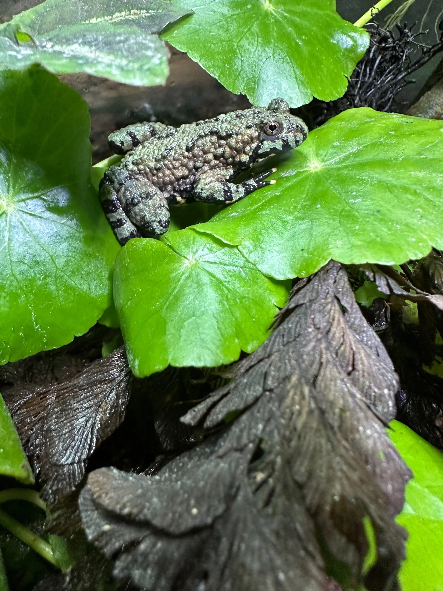 Tree Frogs — SMart Exotics