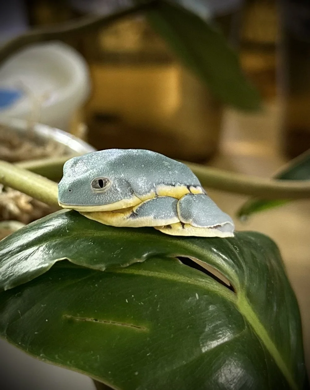 Tree Frogs — SMart Exotics