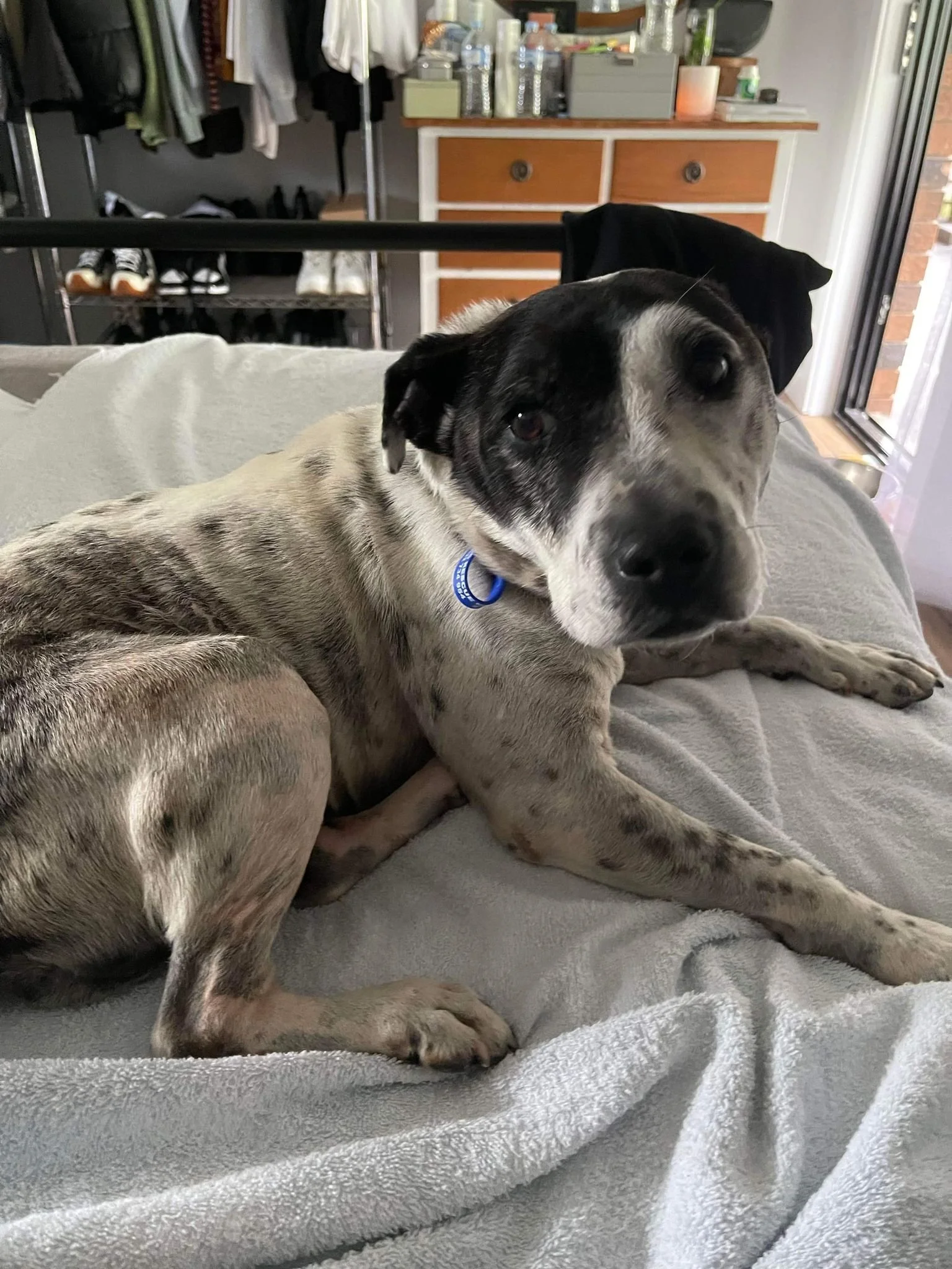 Sponsor A Dog | Dog Rescue Newcastle — Dog Rescue Newcastle