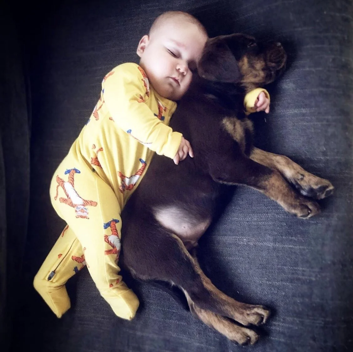 Donate | Dog Rescue Newcastle — Dog Rescue Newcastle