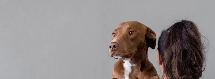 Dog Rescue Newcastle