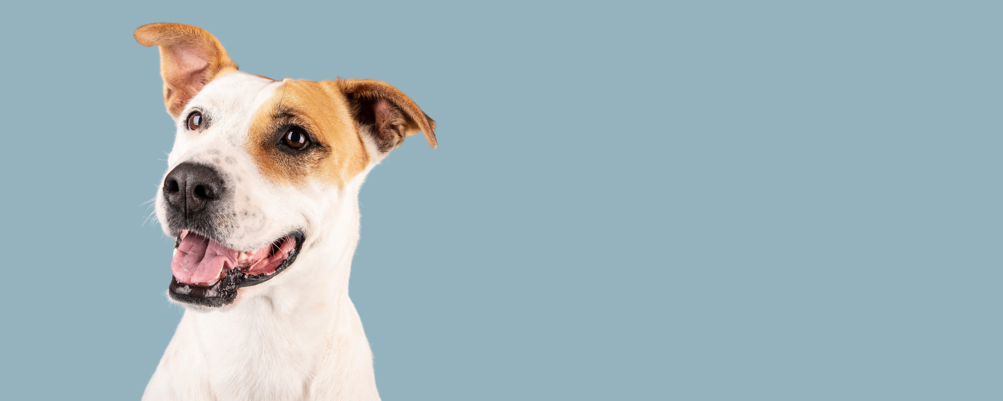 Dog Rescue Newcastle