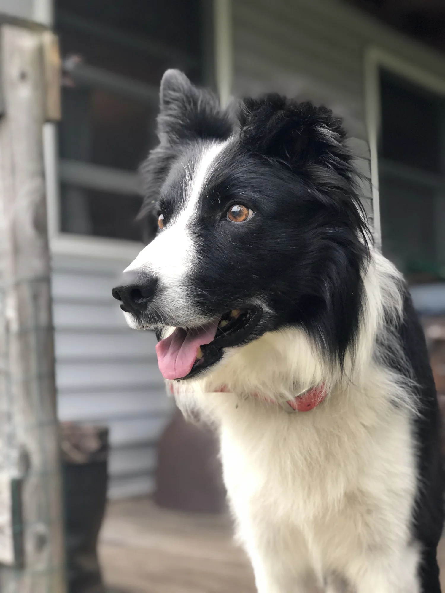 Buffalo and Beyond At-Home Pet Euthanasia