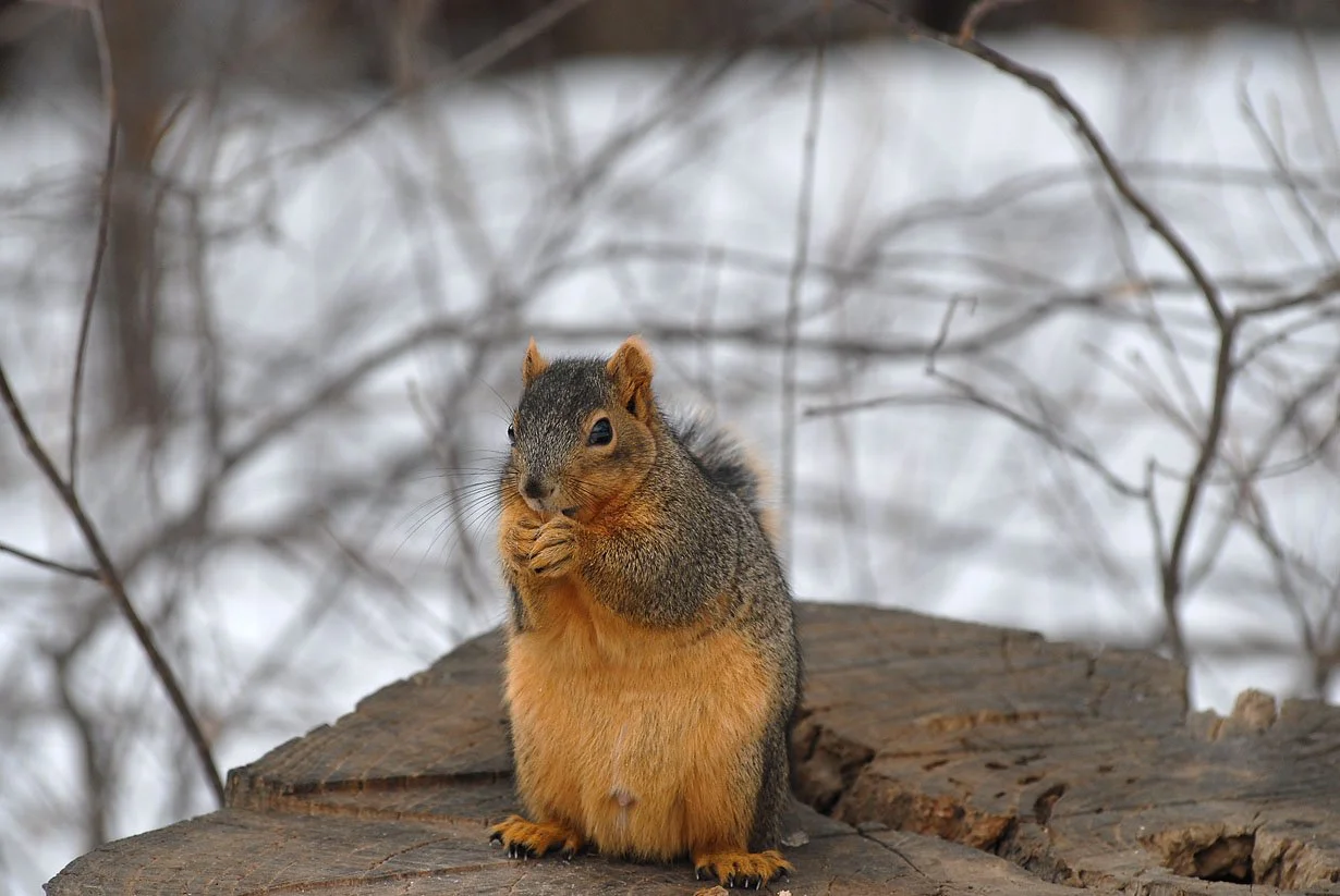 April Nature Almanac: Outfoxed by Fox Squirrels — Boulder County Audubon