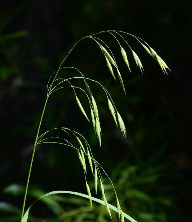 June Nature Almanac: Non-Native Smooth Brome May Crowd Out Native ...