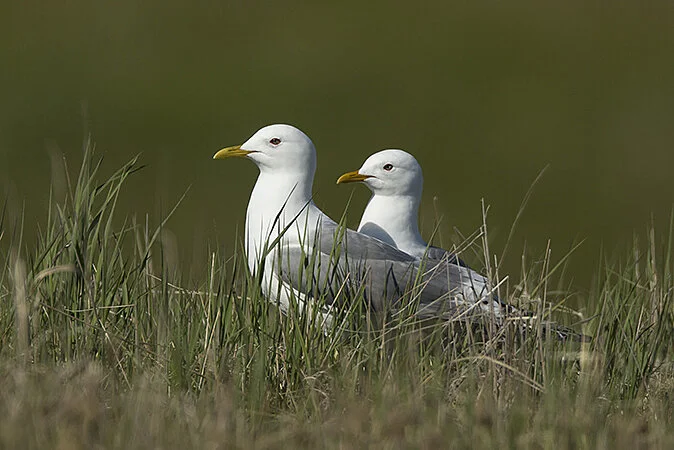 Boulder County Birds — Boulder County Audubon