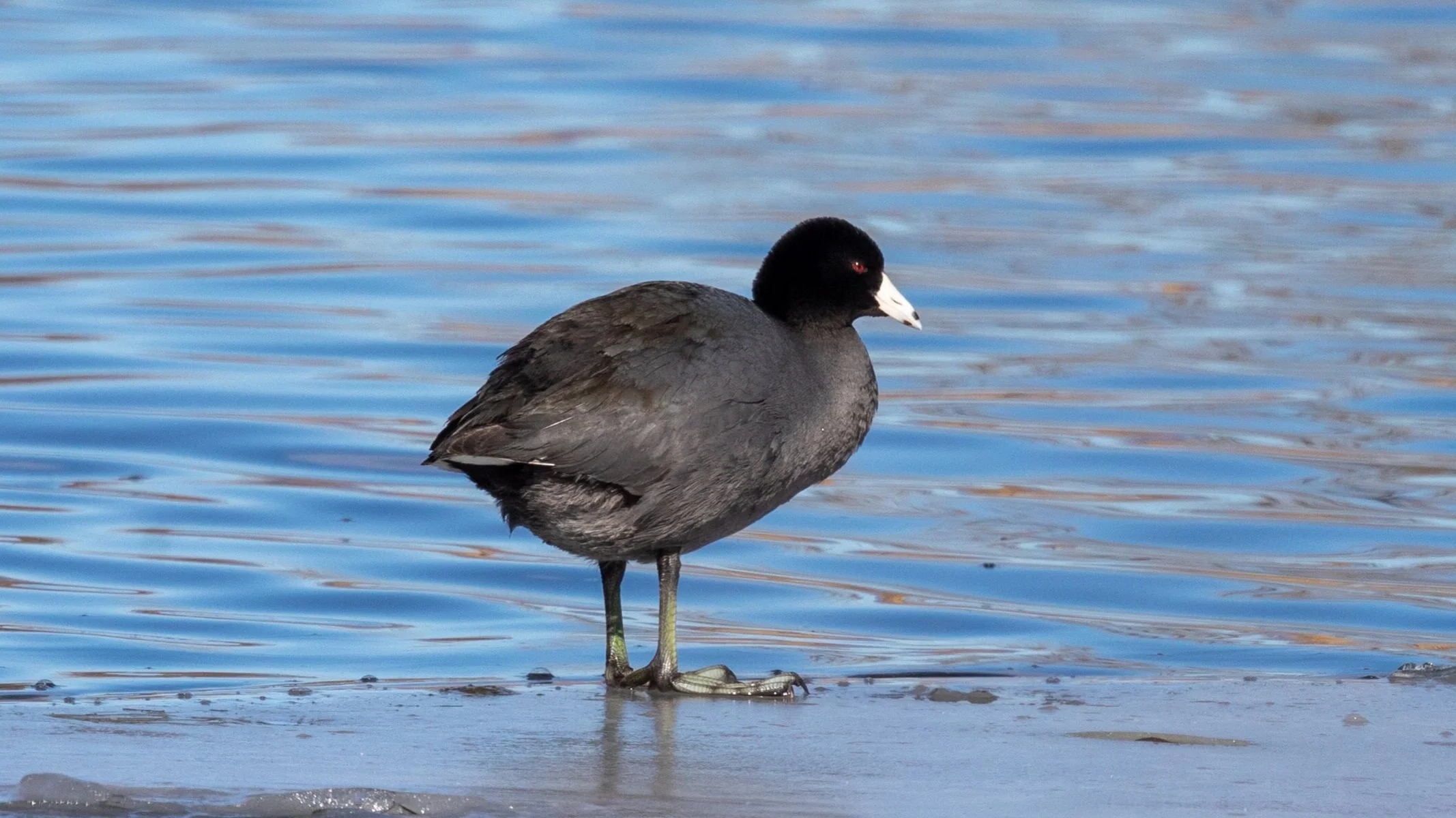 October Nature Almanac: Irascible Mud Hens — Boulder County Audubon