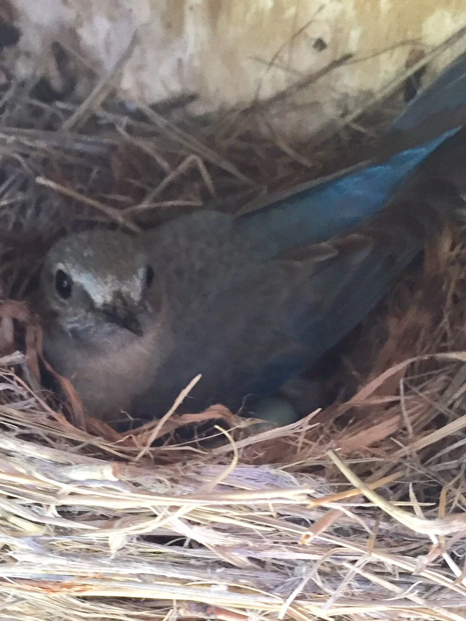 2021 Was Not a Good Year for Bluebirds — Boulder County Audubon