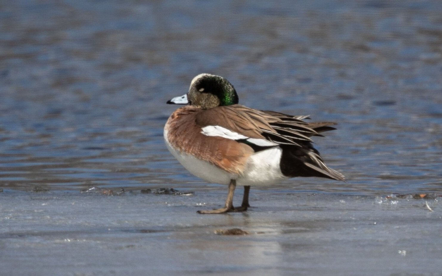 Boulder County Birds — Boulder County Audubon