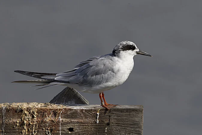 Boulder County Birds — Boulder County Audubon