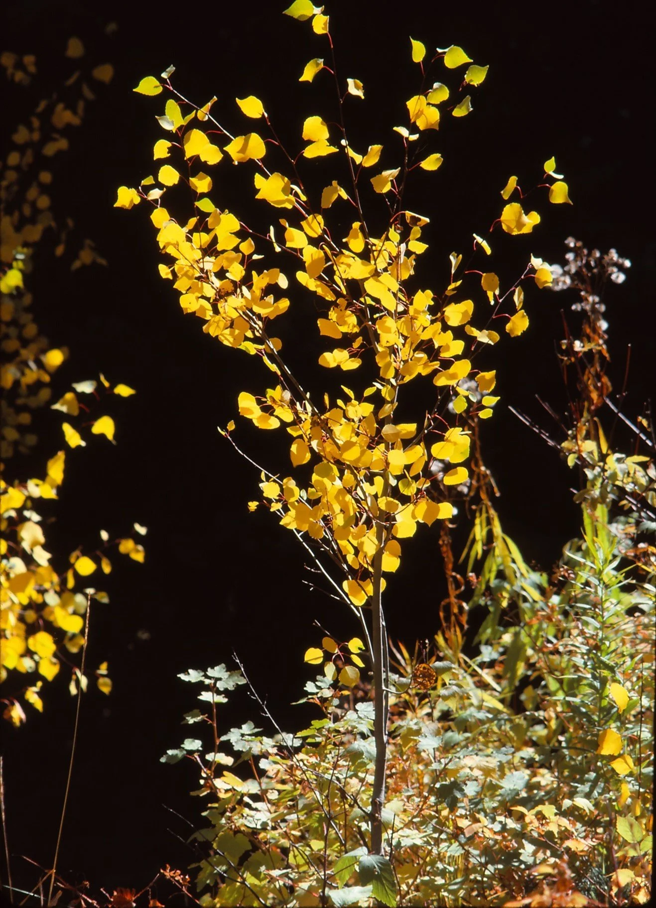 September Nature Almanac: Aspen Leaves Glow and Glimmer, Whisper and ...