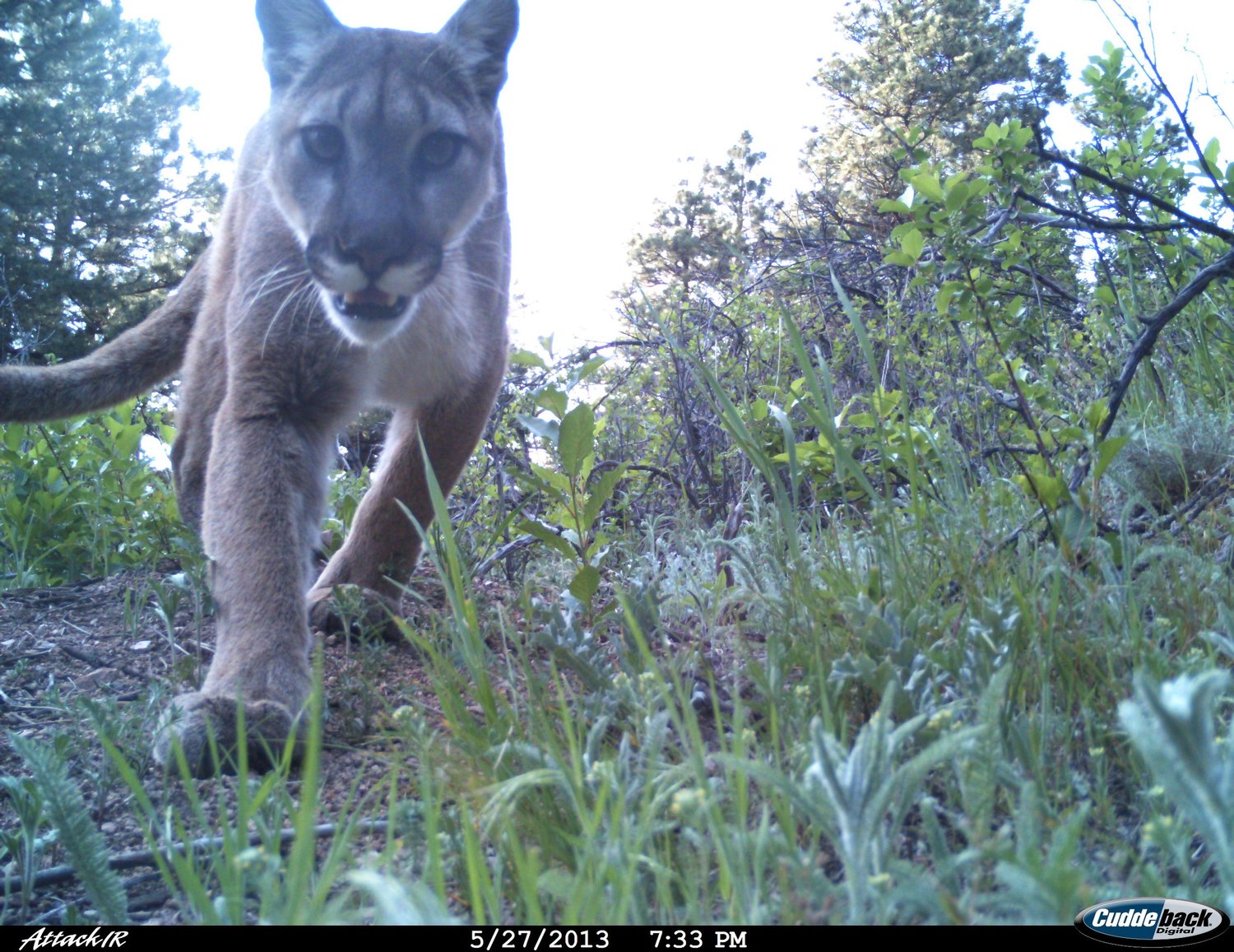 Remote Camera Technology: Insights into Boulder’s Wildlife — Boulder ...