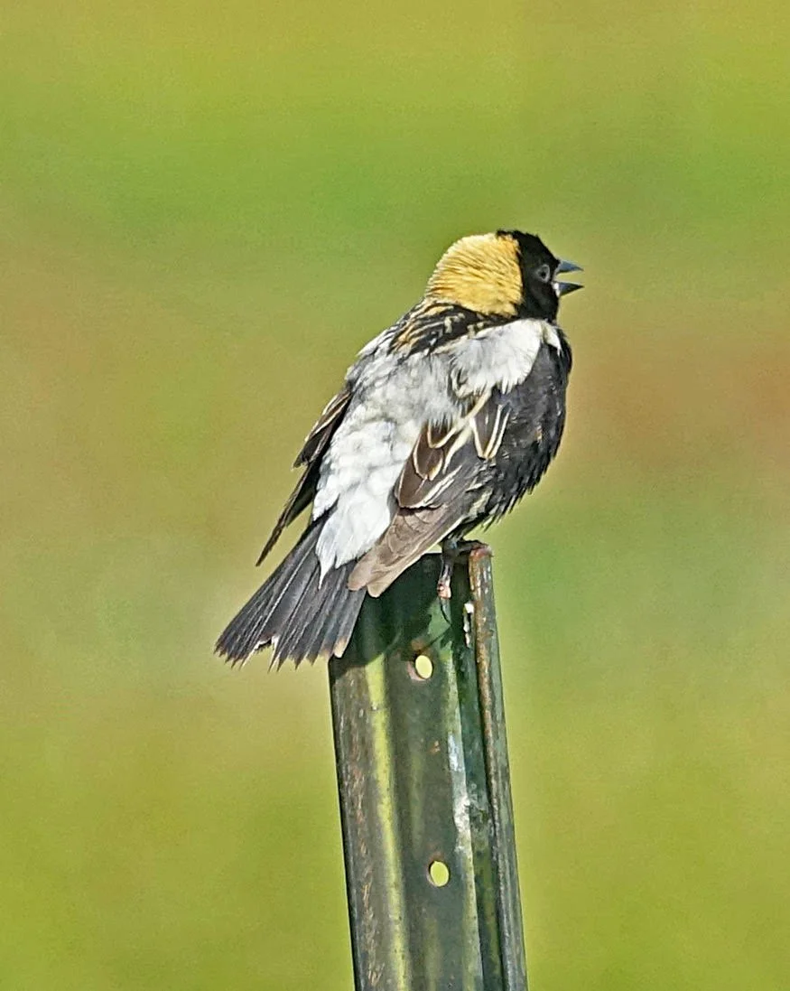May Nature Almanac: Listen, It’s Spring — Boulder County Audubon