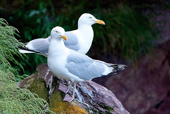 Boulder County Birds — Boulder County Audubon