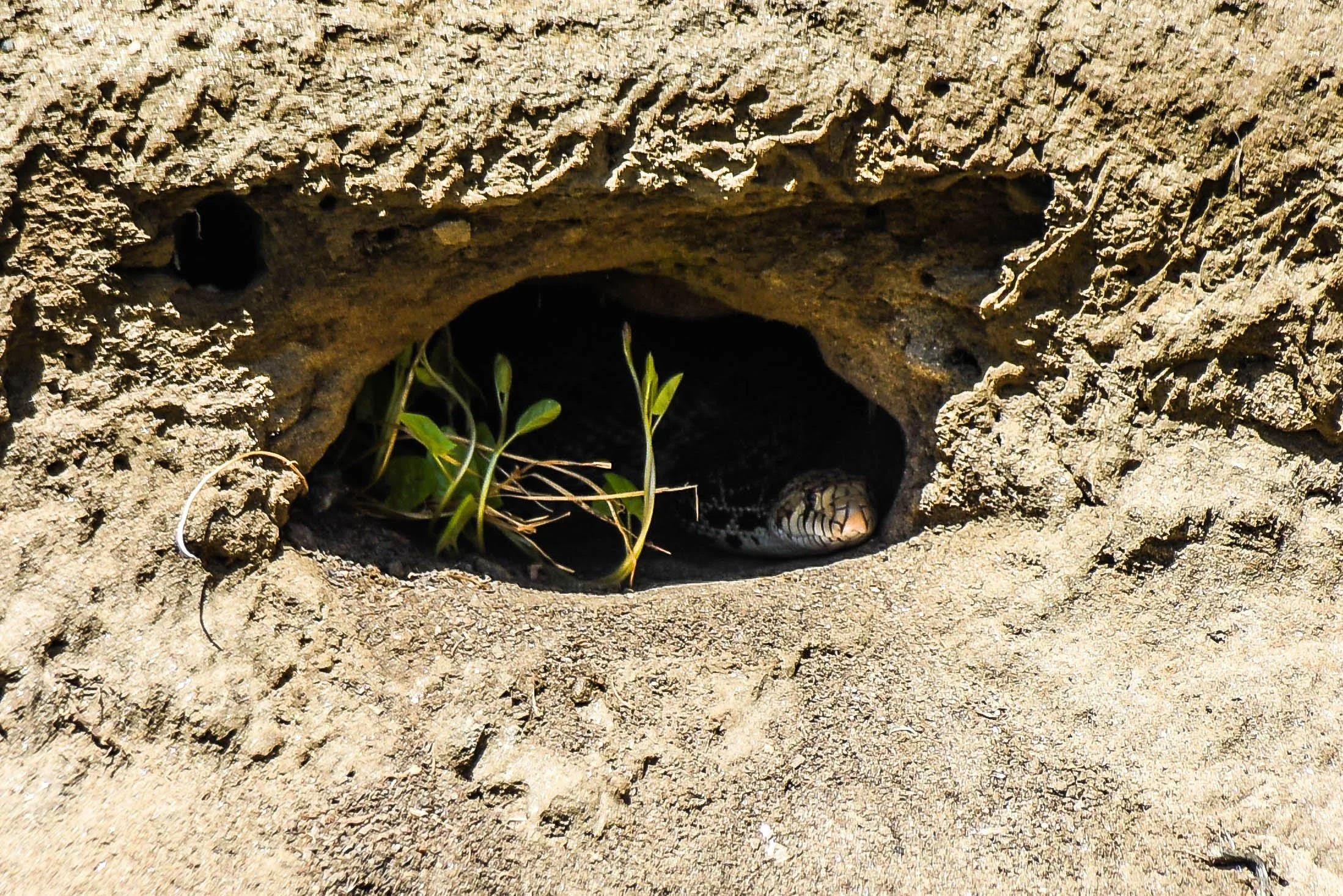 May Nature Almanac: Snake, Awake! — Boulder County Audubon