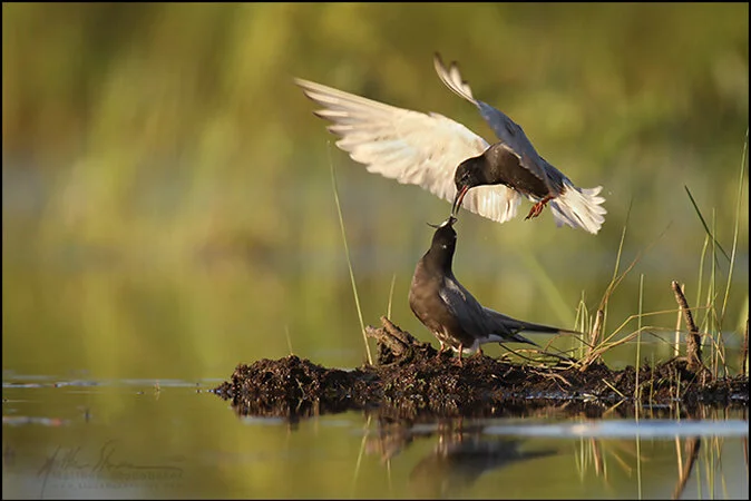Boulder County Birds — Boulder County Audubon