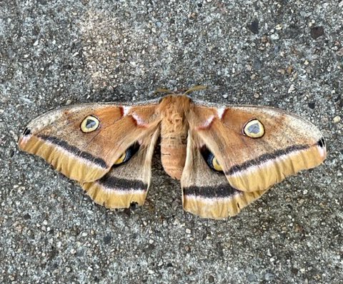 August Nature Almanac: Polyphemus Moths Spin Summer Magic — Boulder ...
