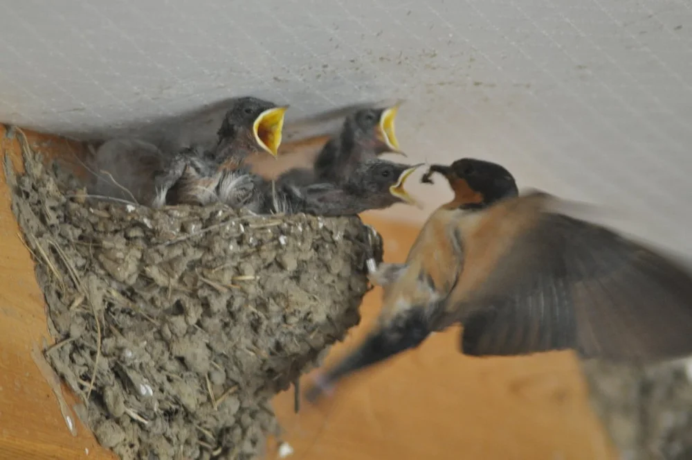 Barn Swallows and Humans: The Rise and Fall of Coexistence in a ...