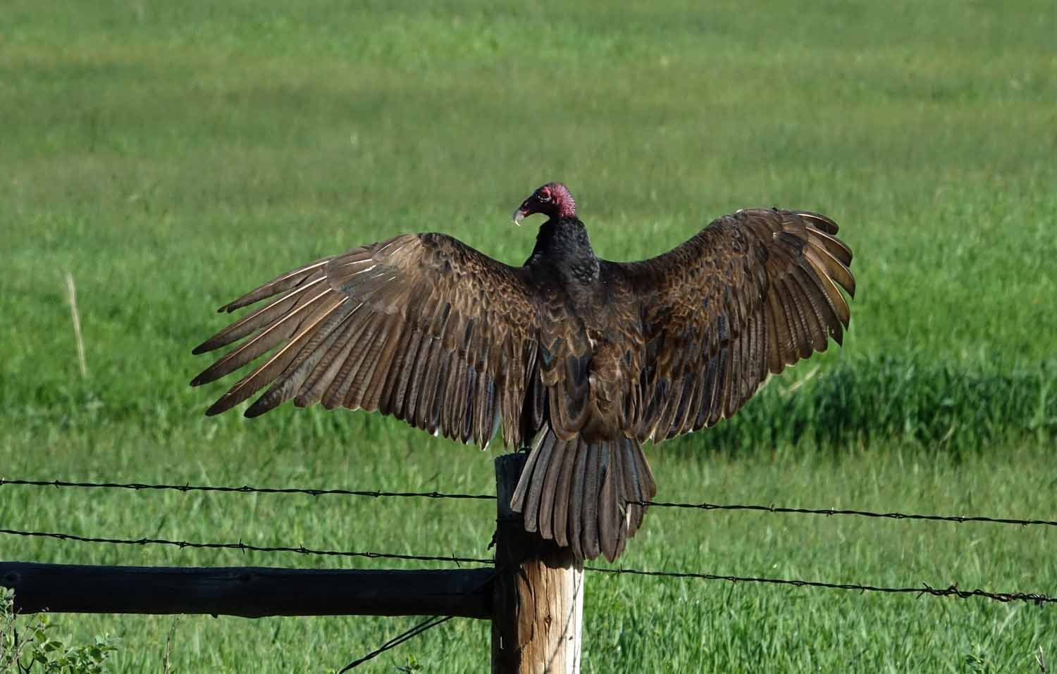 March Nature Almanac: Soaring Into Spring on a Turkey Vulture’s Wing ...
