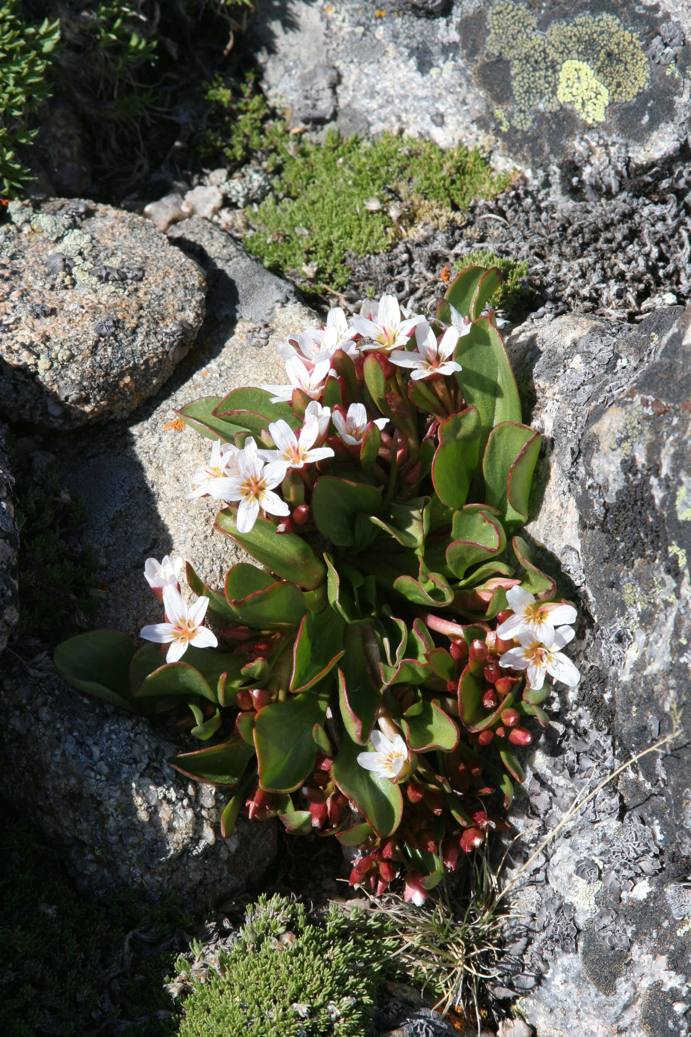 June Nature Almanac: What’s Up on the Tundra? — Boulder County Audubon
