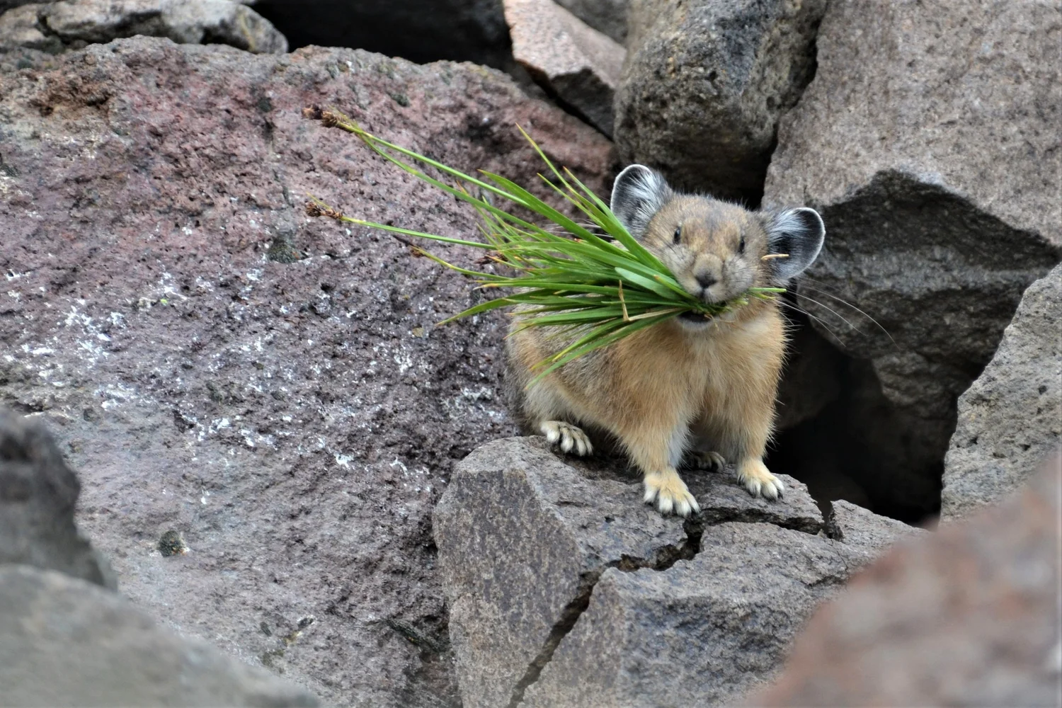 A Tale of Two Pikas: from dueling subspecies to dueling visions of the future for an alpine icon ...