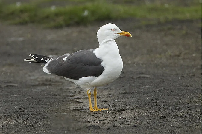 Boulder County Birds — Boulder County Audubon