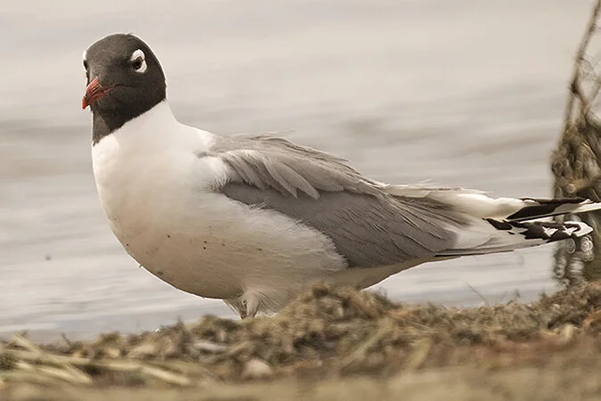 Boulder County Birds — Boulder County Audubon