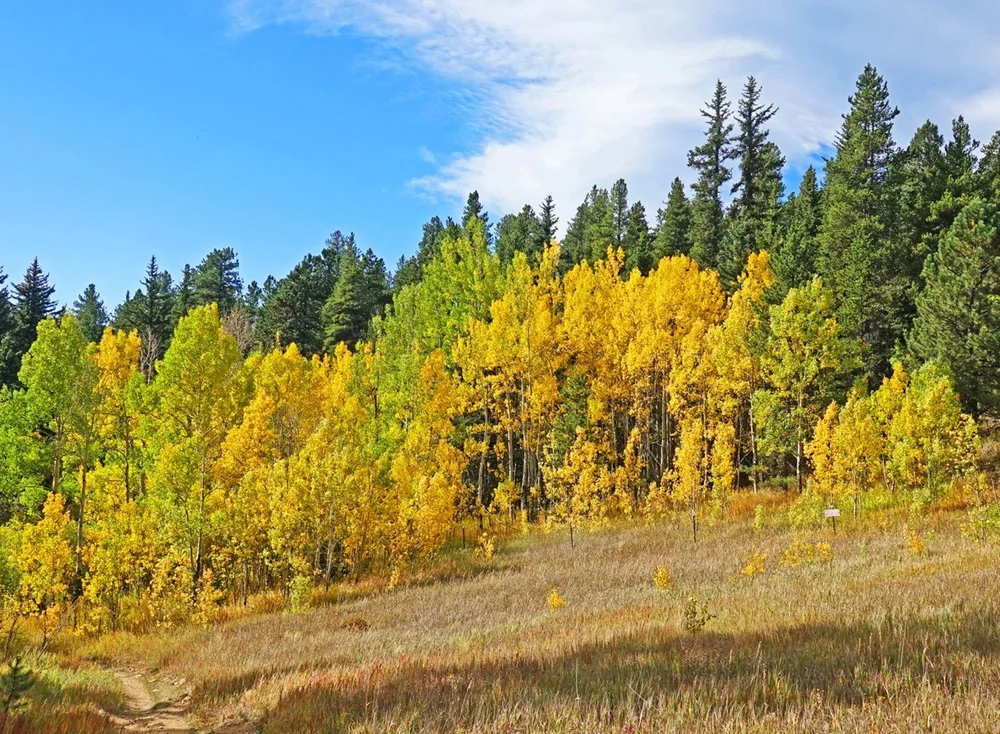 September Nature Almanac: Aspen Leaves Glow and Glimmer, Whisper and ...