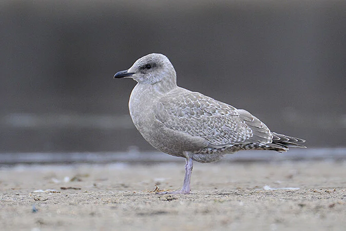 Boulder County Birds — Boulder County Audubon